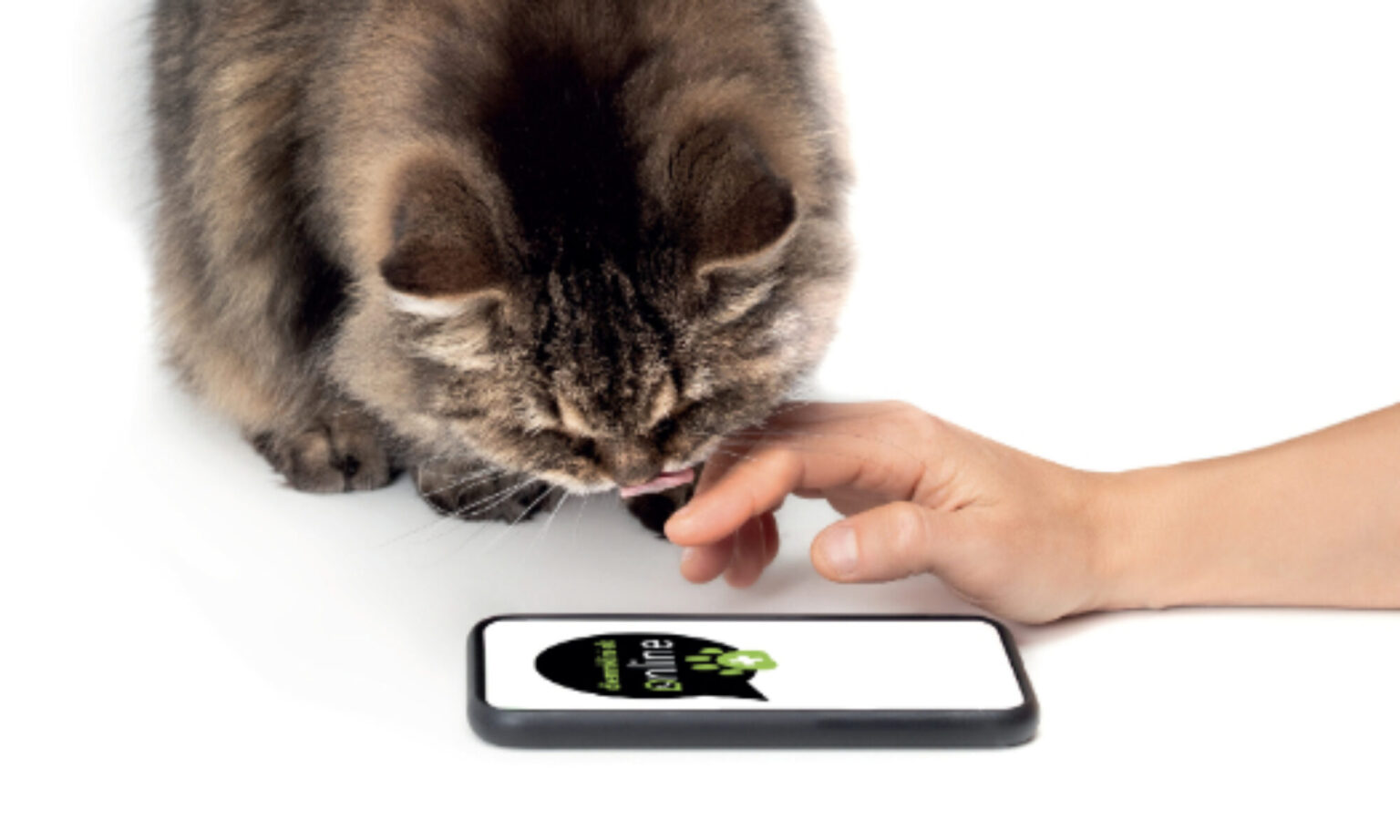 Je kat heeft een pijnlijke bult op zijn rug - Wat kan dit zijn?