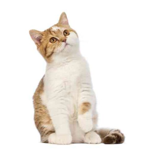 Je kat loopt mank - Wat kun je doen om hem te helpen?