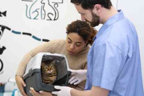 Je kat heeft een bult op zijn staart - Wat kan dit zijn?